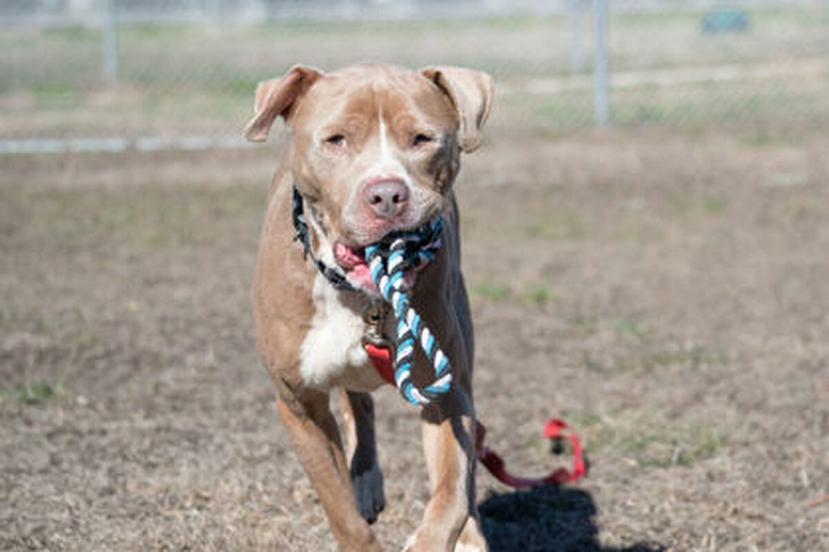 Brandywine Valley SPCA | Foster Dogs