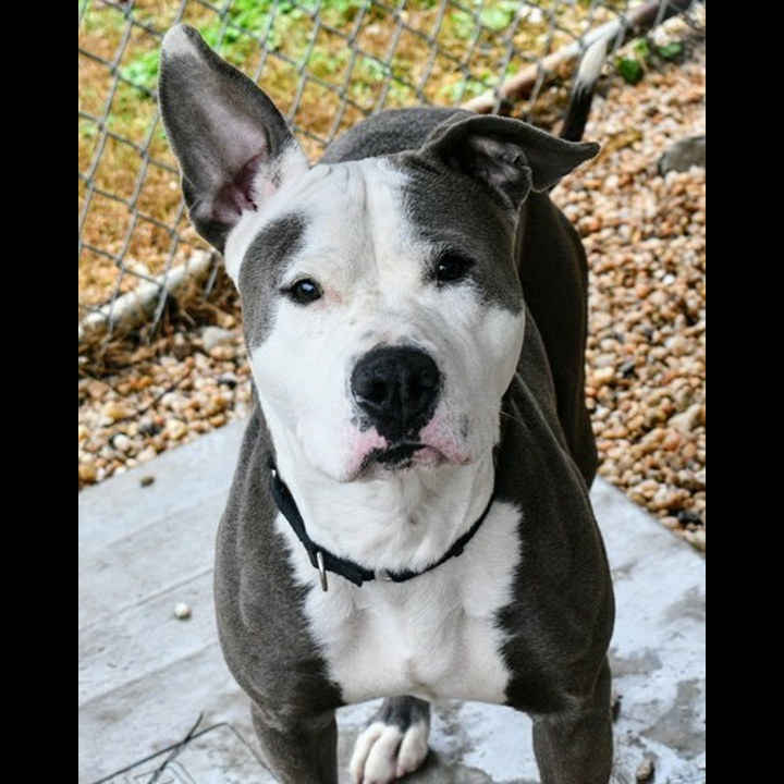 Brandywine Valley SPCA | Diamond