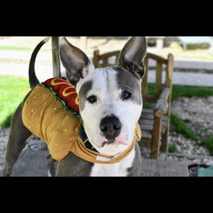 Brandywine Valley SPCA | Diamond