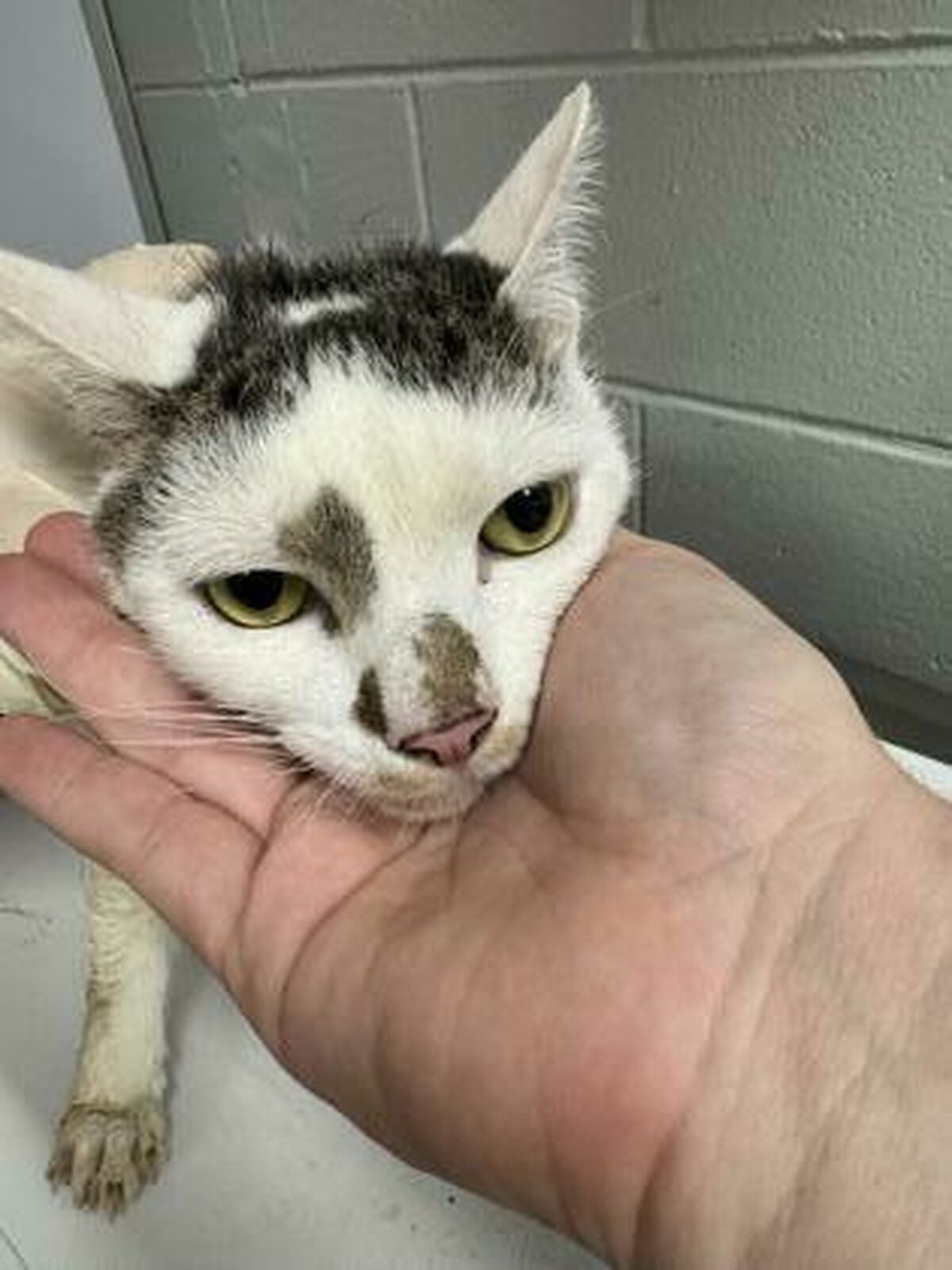 Brandywine Valley SPCA | Foster Cats