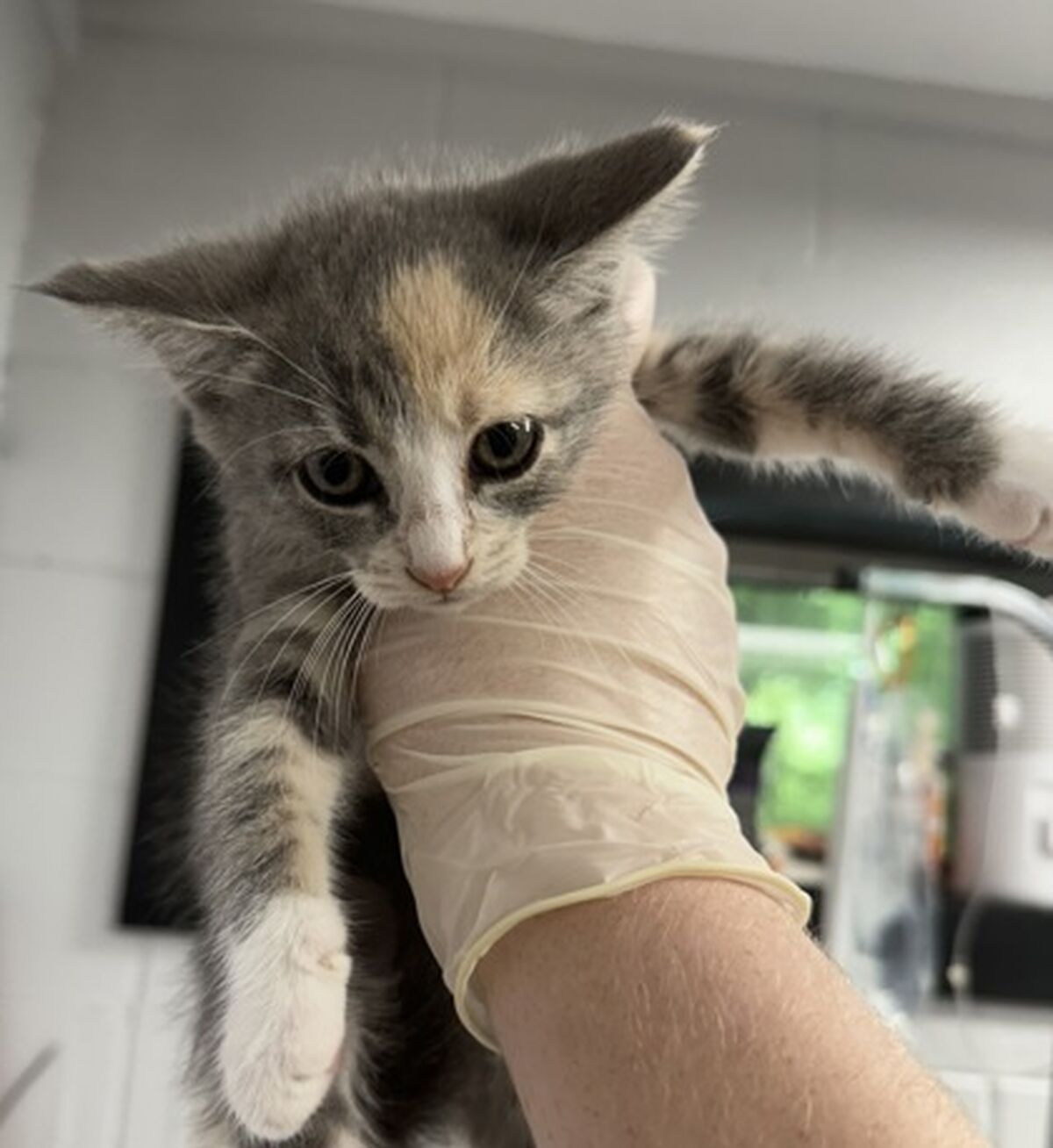 Brandywine Valley SPCA | Foster Cats