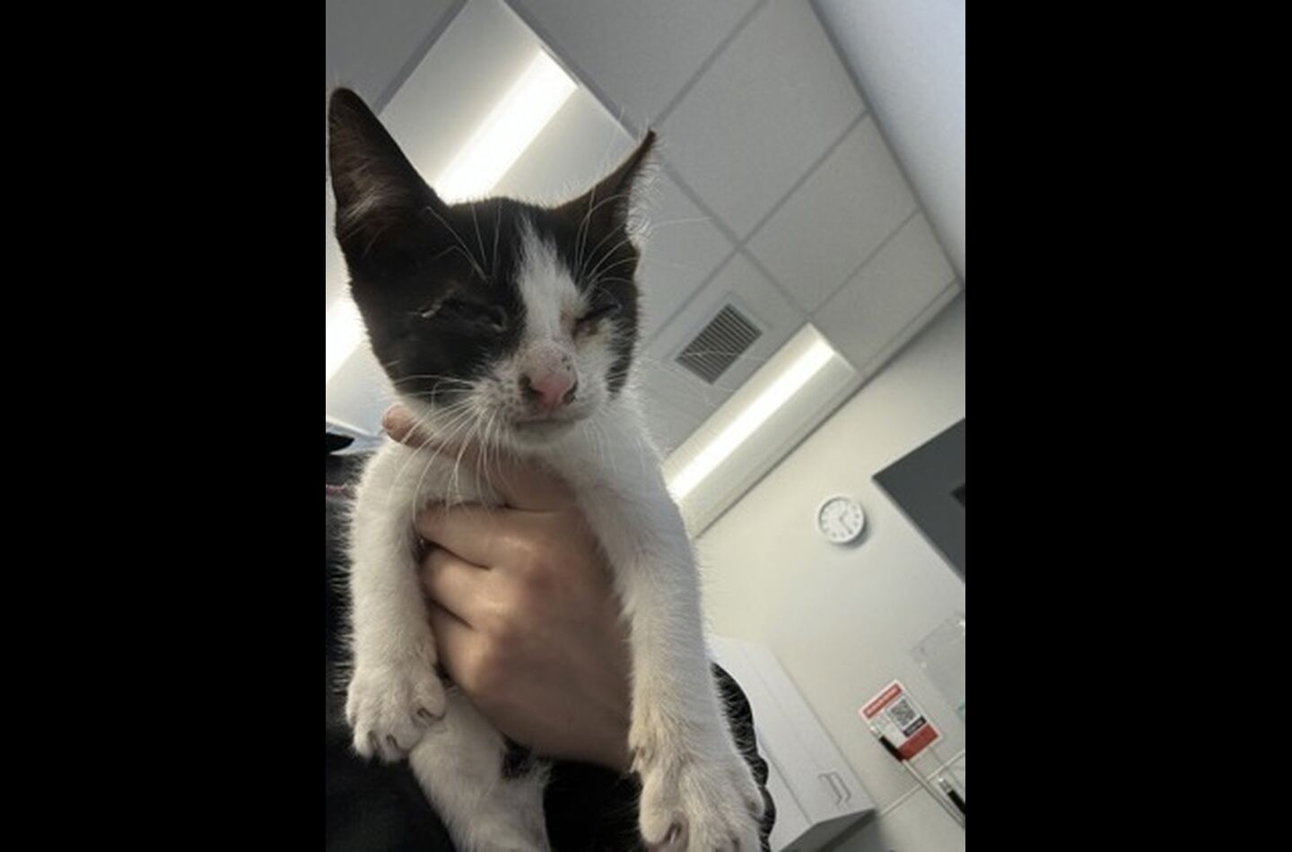 Brandywine Valley SPCA | Foster Cats