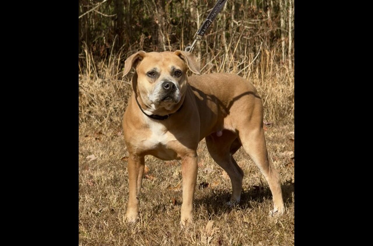 Brandywine Valley SPCA | Home