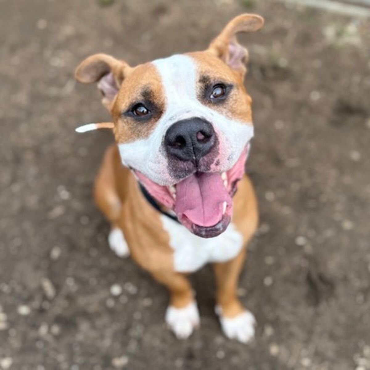 Brandywine Valley SPCA | Adopt a Dog (DC)