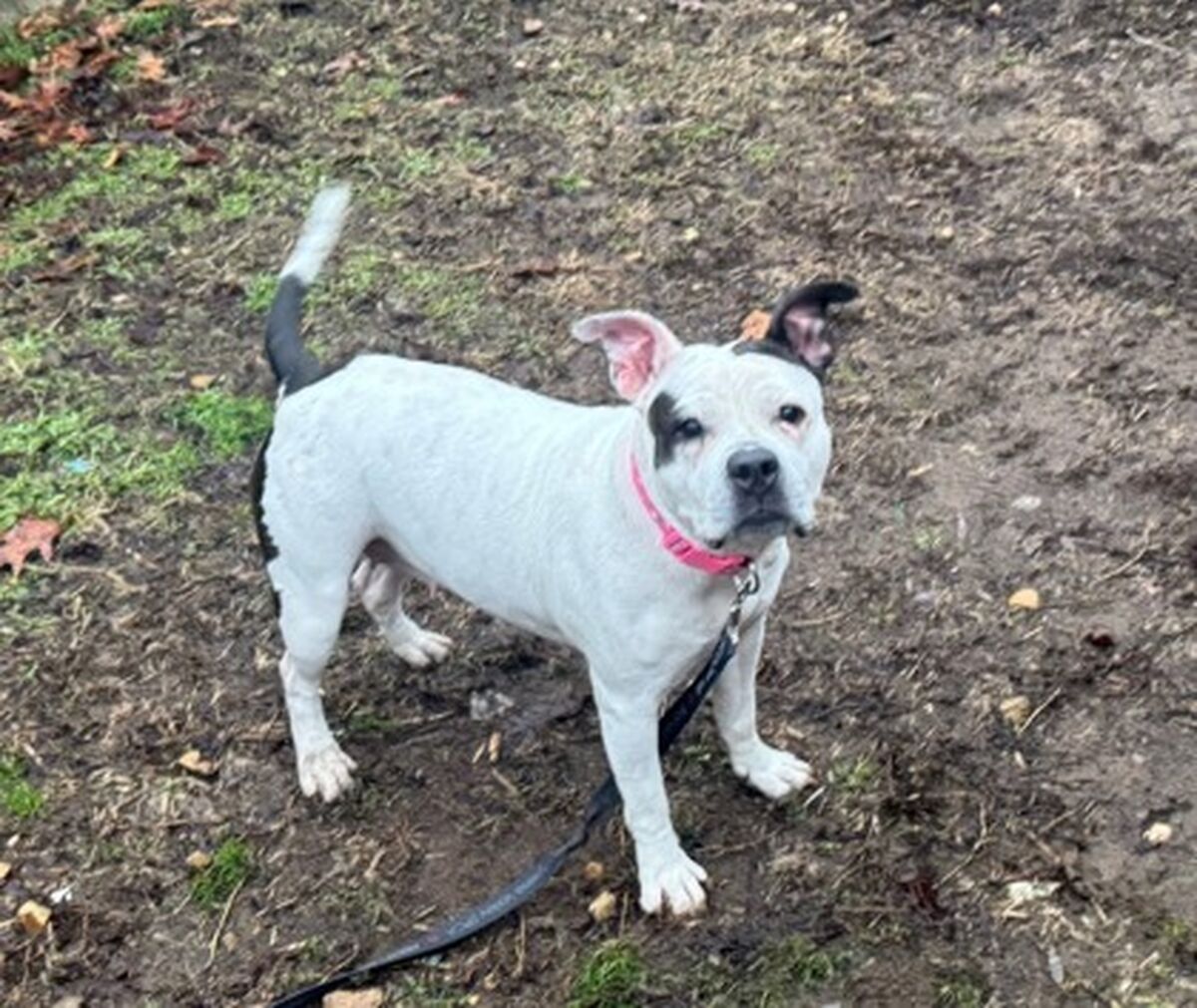 Brandywine Valley SPCA | Adopt a Dog (DC)