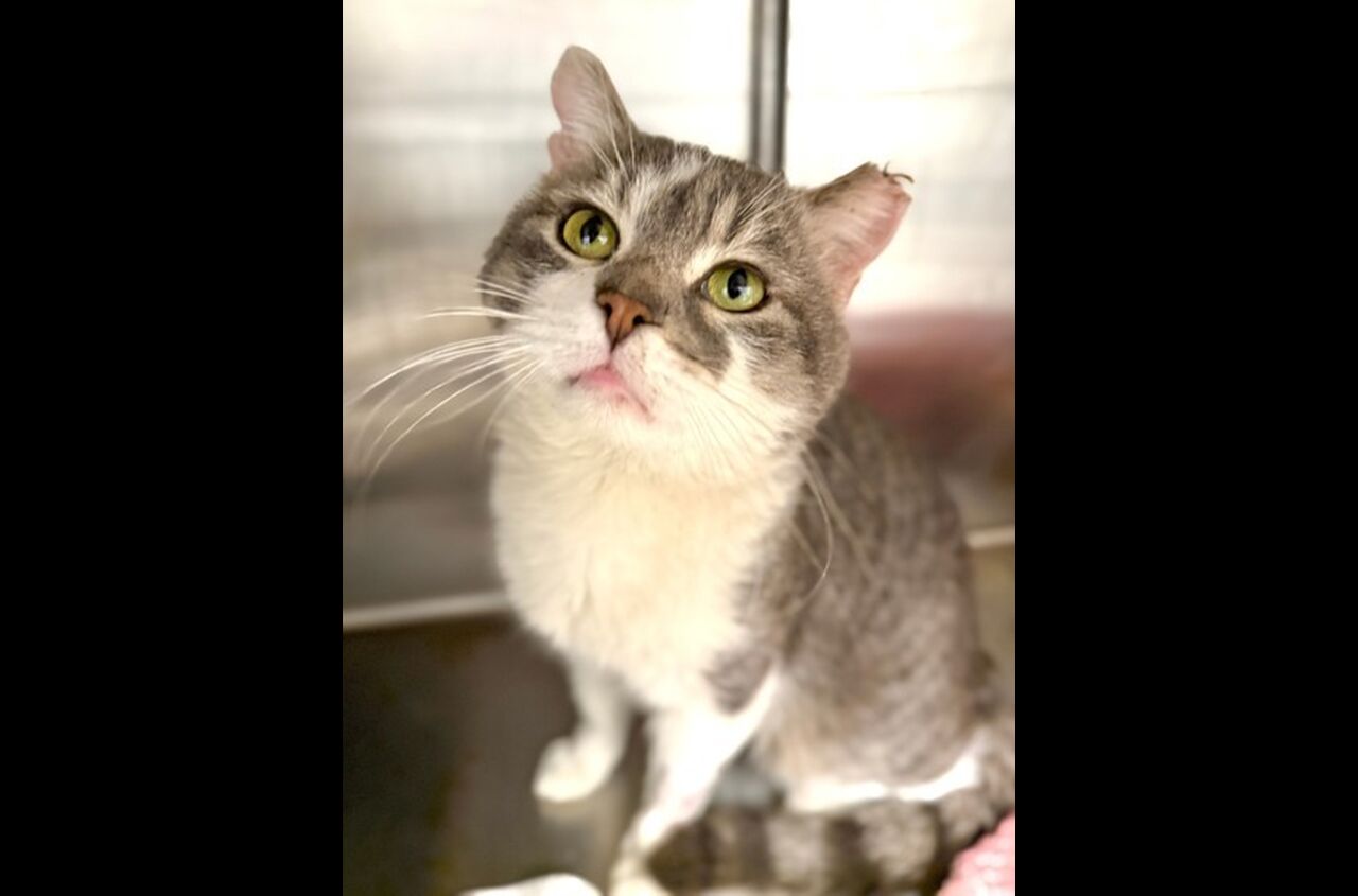 Brandywine Valley SPCA | Adopt a Dog (DC)
