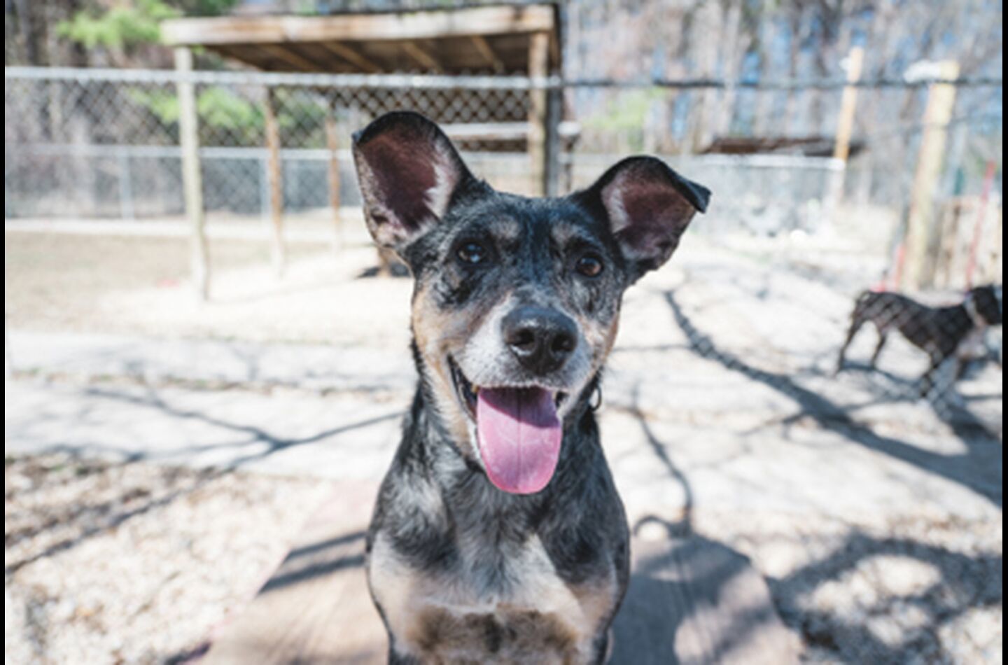 Brandywine Valley SPCA | Home