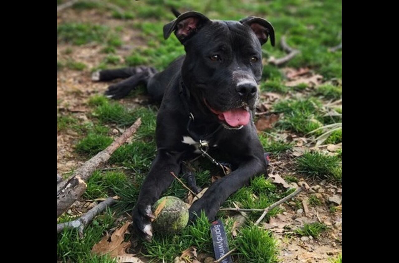 Brandywine Valley SPCA | Adopt a Dog (DC)