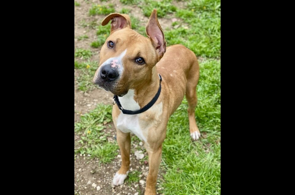 Brandywine Valley SPCA | Adopt a Dog (DC)
