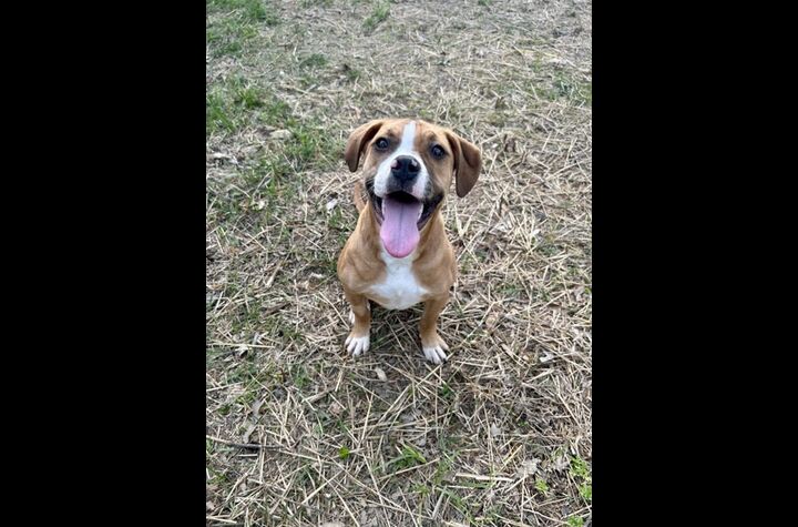 Brandywine Valley SPCA | Adopt a Dog (DC)